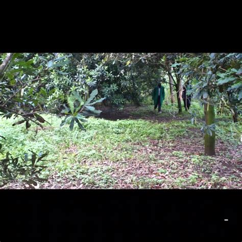 Onja Uone Ltd On Linkedin Macadamia Onjauone Elgonnuts Healthbenefits Plantingseason…