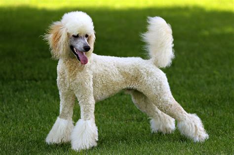 Estas Son Las Razas De Perros Más Inteligentes Del Mundo