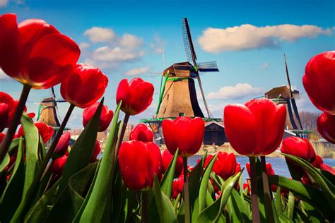 Tulip Season In Amsterdam Blog
