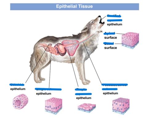 Biology Ii Exam 3 Flashcards Quizlet