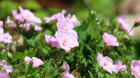 Compact And Tidy Hardy Geraniums For Beautiful Landscapes