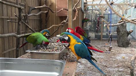 Inside The Macaw Aviary Youtube