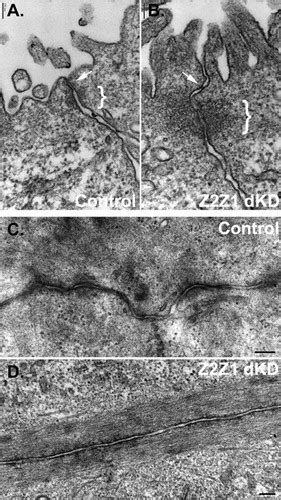 Zonula Occludens 1 And 2 Regulate Apical Cell Structure And The Zonula