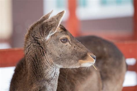 Premium Photo Closeup Muzzle Of A European Deer Cub Without Antlers