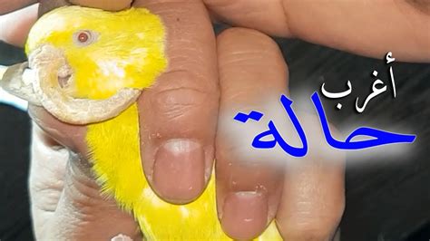 أنثى بادجي لاتينو 🐦جاءتني لقص منقارها فتفاجات بطوله🤨 سبحان الله Youtube