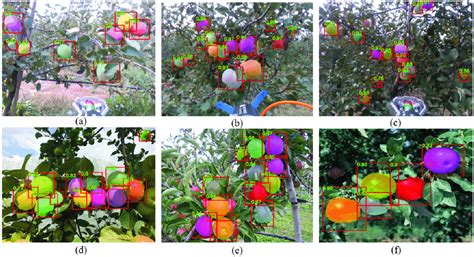 Instance Segmentation Of Fruits By Using Dasnet Fruits Are Drawn In Download Scientific