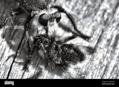 Yellow Murder Fly Or Yellow Robber Fly As Black And White Image With A