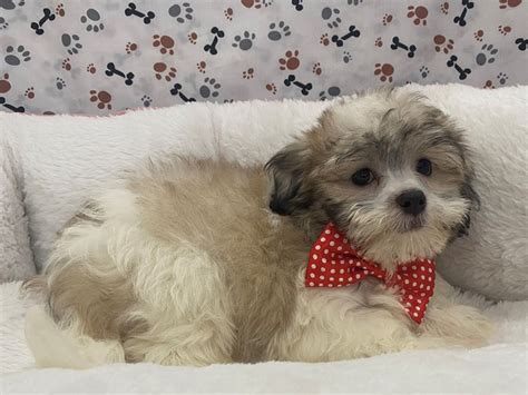 Hava Tzu Puppy Apricot Black And White Markings Id12929 Located At