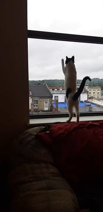 Theres A Ladybug Outside R Whatswrongwithyourcat