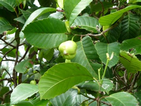 Katmon Dillenia Philippinensis Flower Leaf Care Uses Picturethis