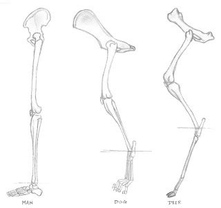 Antonalyptic Are Your Feet Plantigrade Digitigrade Or Unguligrade