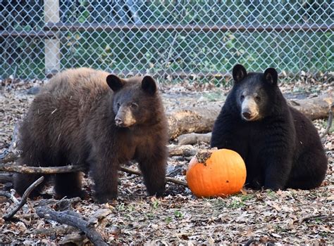 ️ Chubby Cubbies Thank You Black Travel Guide Book Facebook