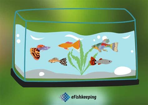 Will Different Types Of Guppies School Together Efishkeeping