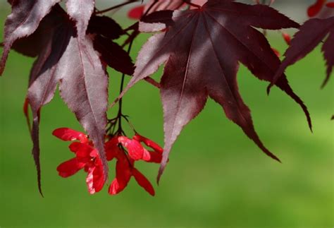 How To Sow Japanese Maple Seeds Global Gardening Secrets How To Sow Japanese Maple Seeds Global Gardening Secrets