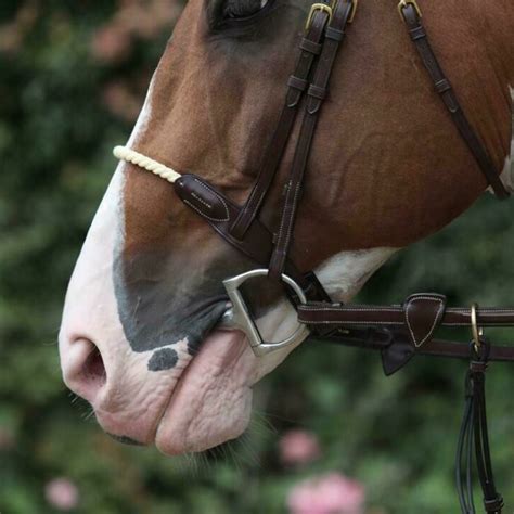Dyon Dyon Collection Rope Noseband Individual Pieces At Chagrin