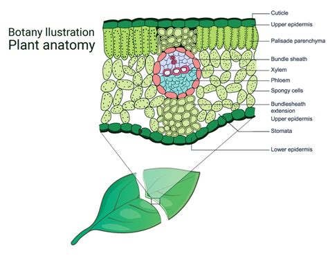 Plant Structure Diagram