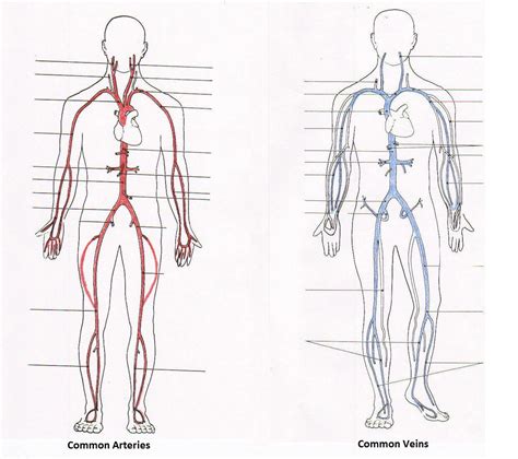 Veins And Arteries Worksheet