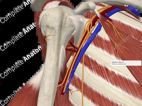 Median Nerve Complete Anatomy