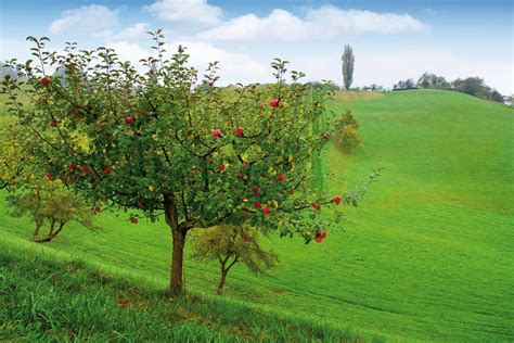 Apfelbaum Leasing Im Düsseldorfer Umland Lust Auf Düsseldorf Das Beste Aus Der Schönsten