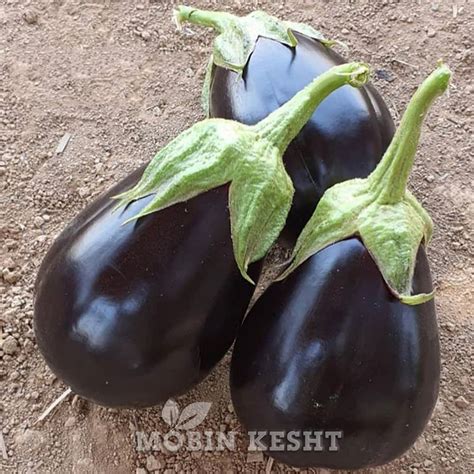 بذر بادمجان دلمه بلک مون مبین کشت