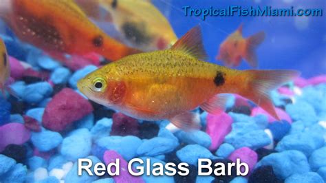 Our Barbs Neighborhood Fish Farm Miami Florida