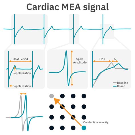 Microelectrode Array Axion Biosystems