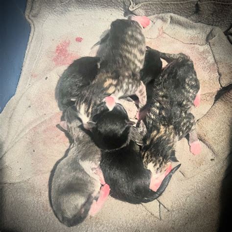 New Barn Kittens Around The Farm Chronicle Forums