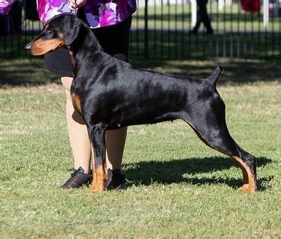 Dobermann Breeders