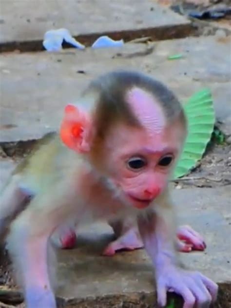 ¡increíble Papa Gigante De Un Adorable Mono Recién Nacido Tiktok