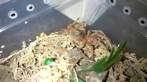 راهنمای پرورش رتیل نماشا