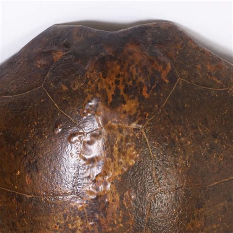 Giant Turtle Shell Or Carapace At 1stdibs Green Sea Turtle Shell For Sale Turtle Shell Price