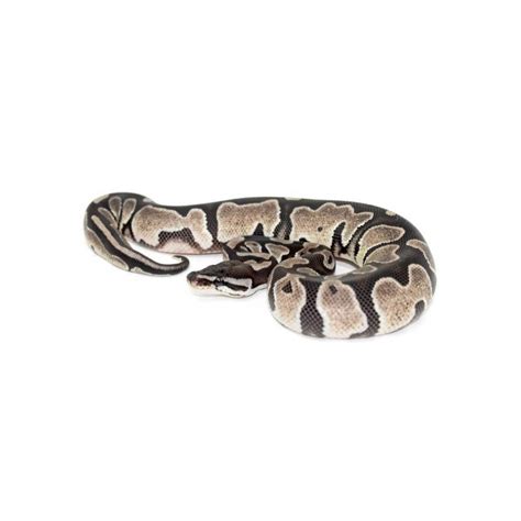 Python Regius Axanthic Python Royal