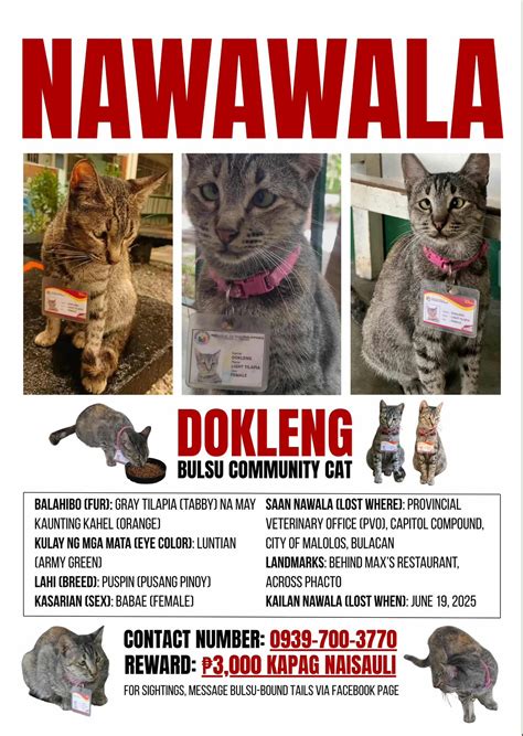 The Pawroject Have You Seen Dokleng 🐱last Seen Capitol Compound
