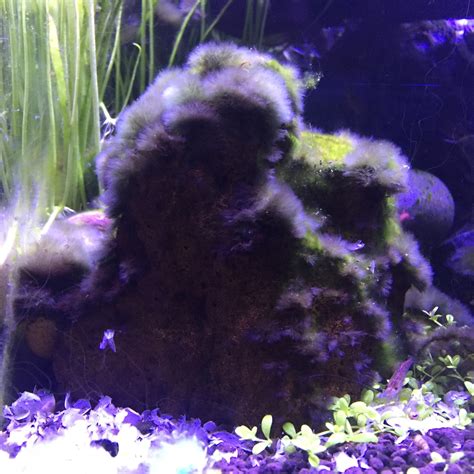 Black Beard Algae Algae Shrimp Keepers Forum