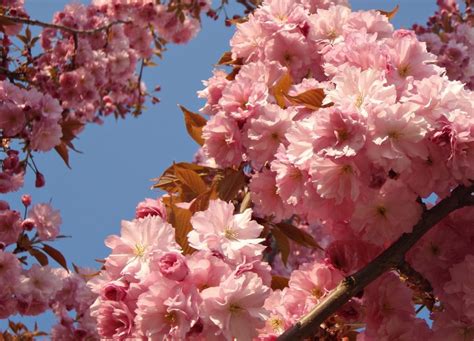 Pink Flowering Trees For Your Garden Selected By An Expert