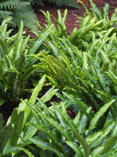 Juneberry A Small Garden Tree With A Big Effect Horticulture