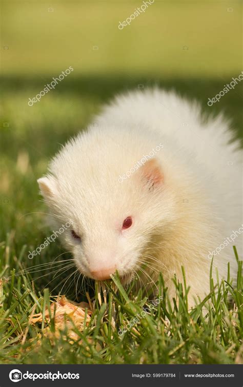 Albino Ferret Lying White What Is A Ferret The Truth About Who These