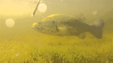 How To Find Bass Spawning Beds At Lawrence Henry Blog