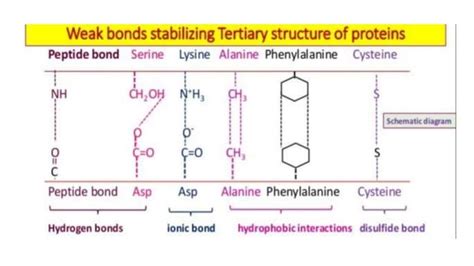 Protein Structure And Functionpptx