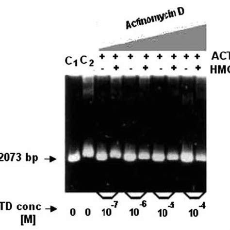 Structural Formula Of Actinomycin D The Molecule Consists Of Download Scientific Diagram