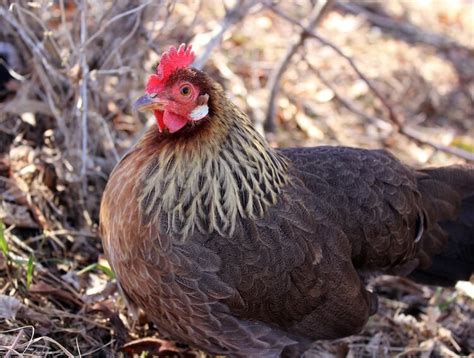 15 Best Brown Chickens For Beginners And Choosing The Right One