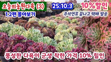 오늘의농원다육3 12편 몰아보기 예쁜 에오니움 다육이군생 10할인 Youtube