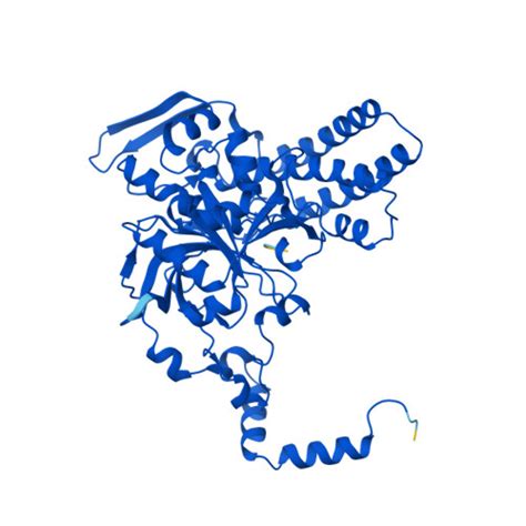 Rcsb Pdb Af Afq13867f1 Computed Structure Model Of Bleomycin Hydrolase