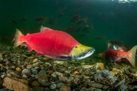 Eiko Jones Stock Sockeye Salmon In River