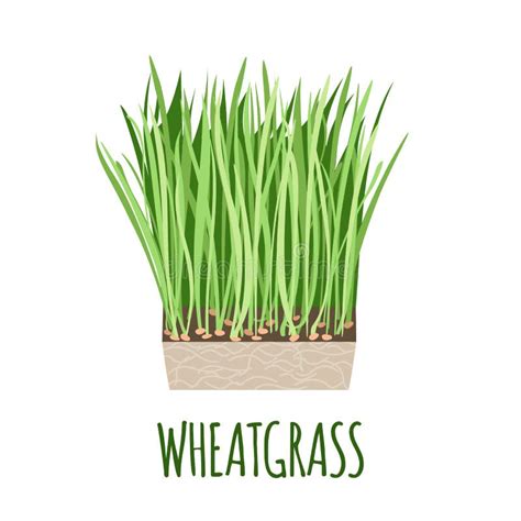 Wheatgrass Stock Illustrations 374 Wheatgrass Stock Illustrations