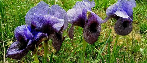 Iris Sofarana Endemic Lebanese Flower