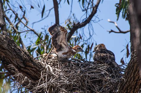 Square Tailed Kite Behance