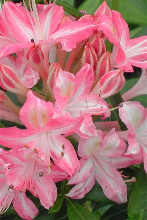 Buy Ribbon Candy Swamp Azalea Rhododendron Viscosum Free Shipping