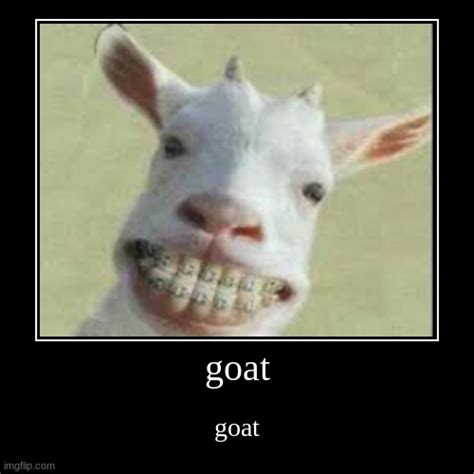 Funny Goat Memes