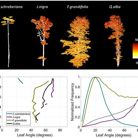 Hypothesized Relationship Between Leaf Angle And Other Plant Traits